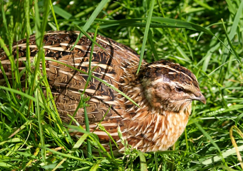 Why You Should Choose Coturnix Quail for Your Homestead