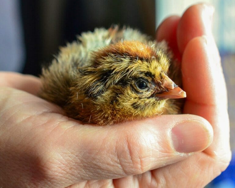 A Guide to Hatch Day: Day 21 of Hatching Chicken Eggs
